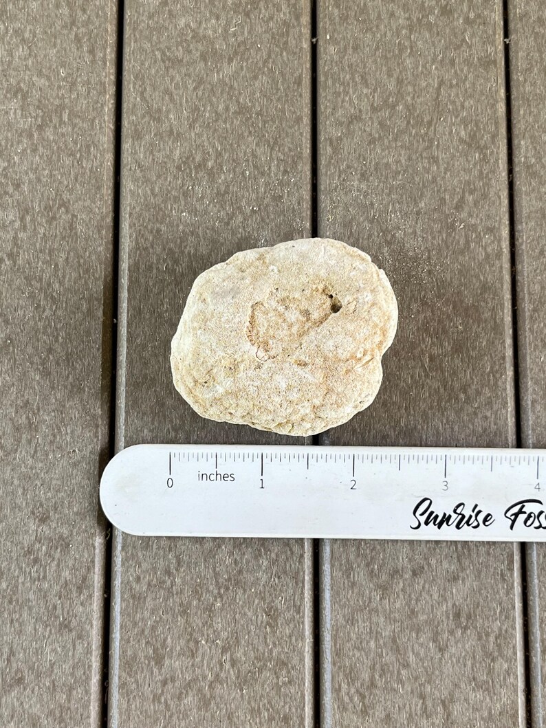 Fossilized Hydrozoan Colony, Choptank Formation, Calvert Cliffs ...