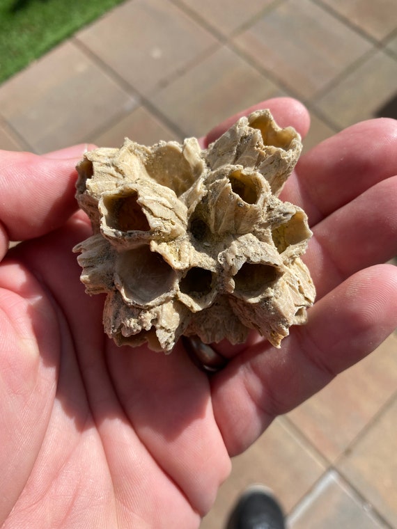 Art & Collectibles Collectibles 2 Fossilized Barnacle Clusters from ...