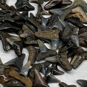 90 Fossilized Shark Teeth Mixed From Calvert Cliffs Maryland - Etsy