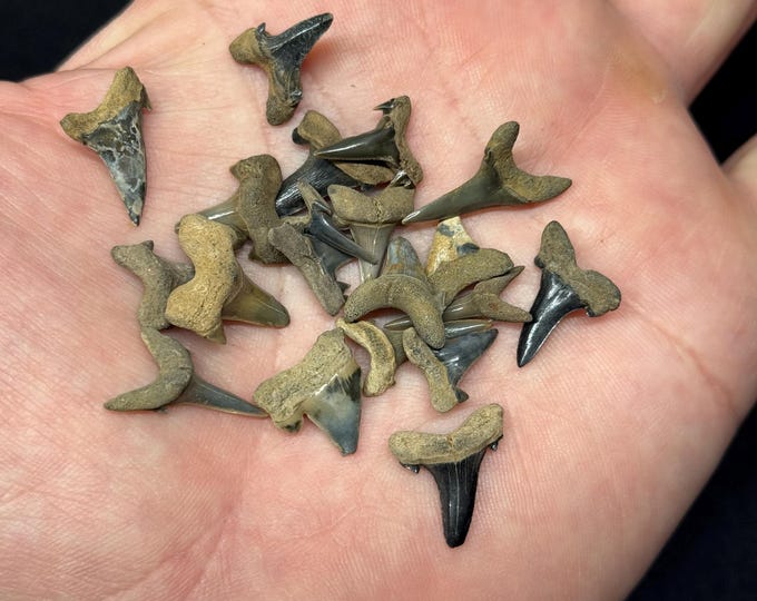 50 Fossilized Goblin and Sand Tiger Shark Teeth From the Paleocene of ...