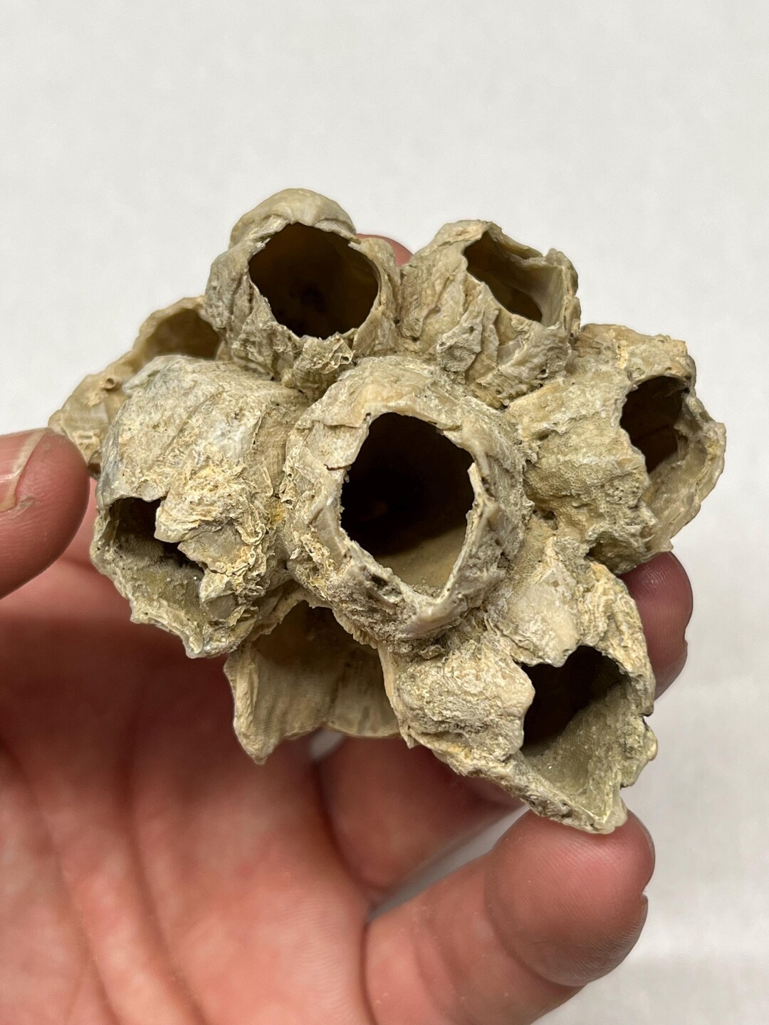 Fossilized Barnacle Cluster With Tube Worms, and Hydrozoan Colonies ...