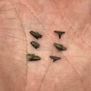 3 Fossilized Dog Fish Shark Teeth and 3 Fossilized Angel Shark Teeth ...