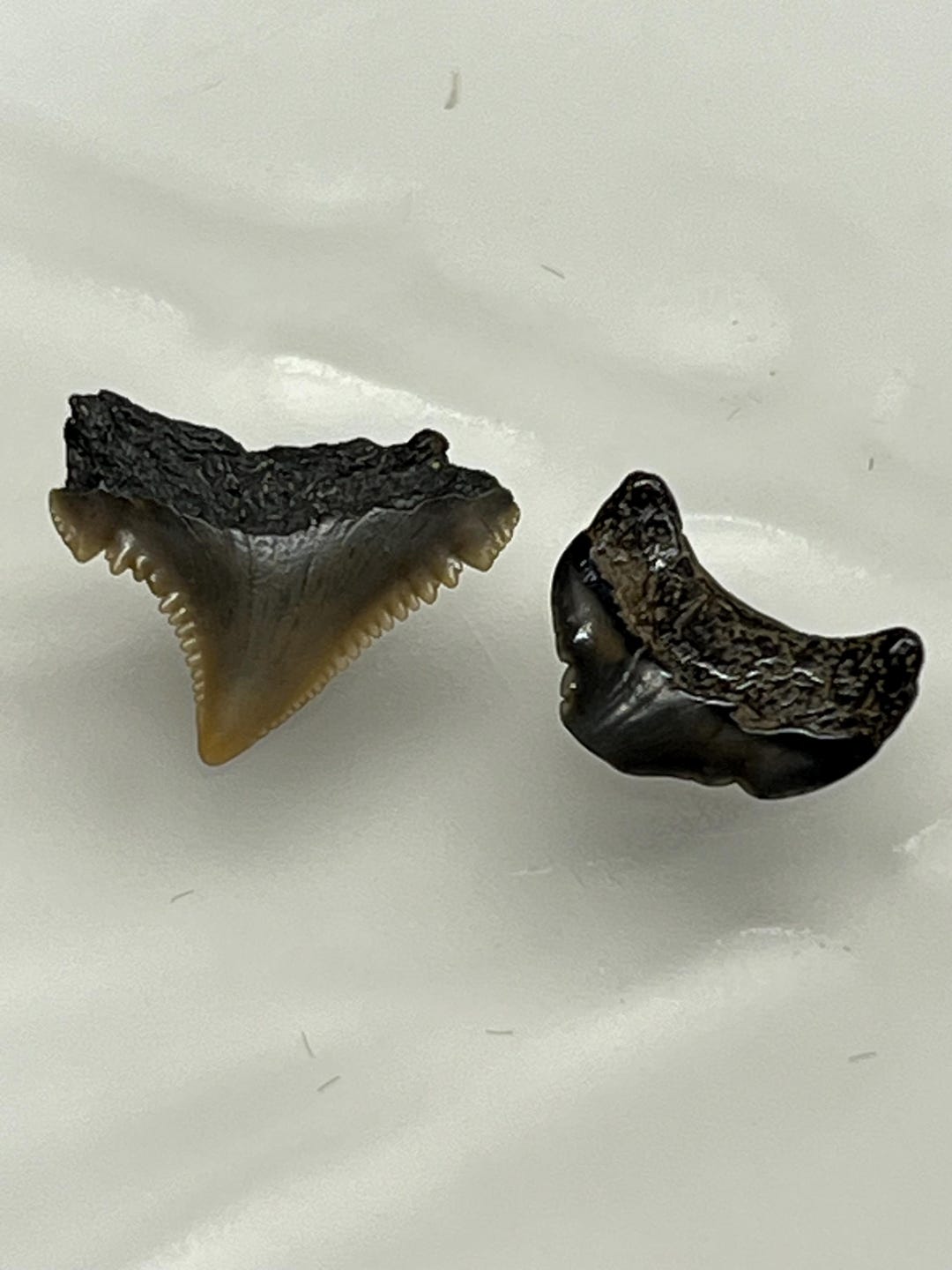 2 Fossilized Posterior Megalodon Teeth, Calvert Formation, Calvert ...