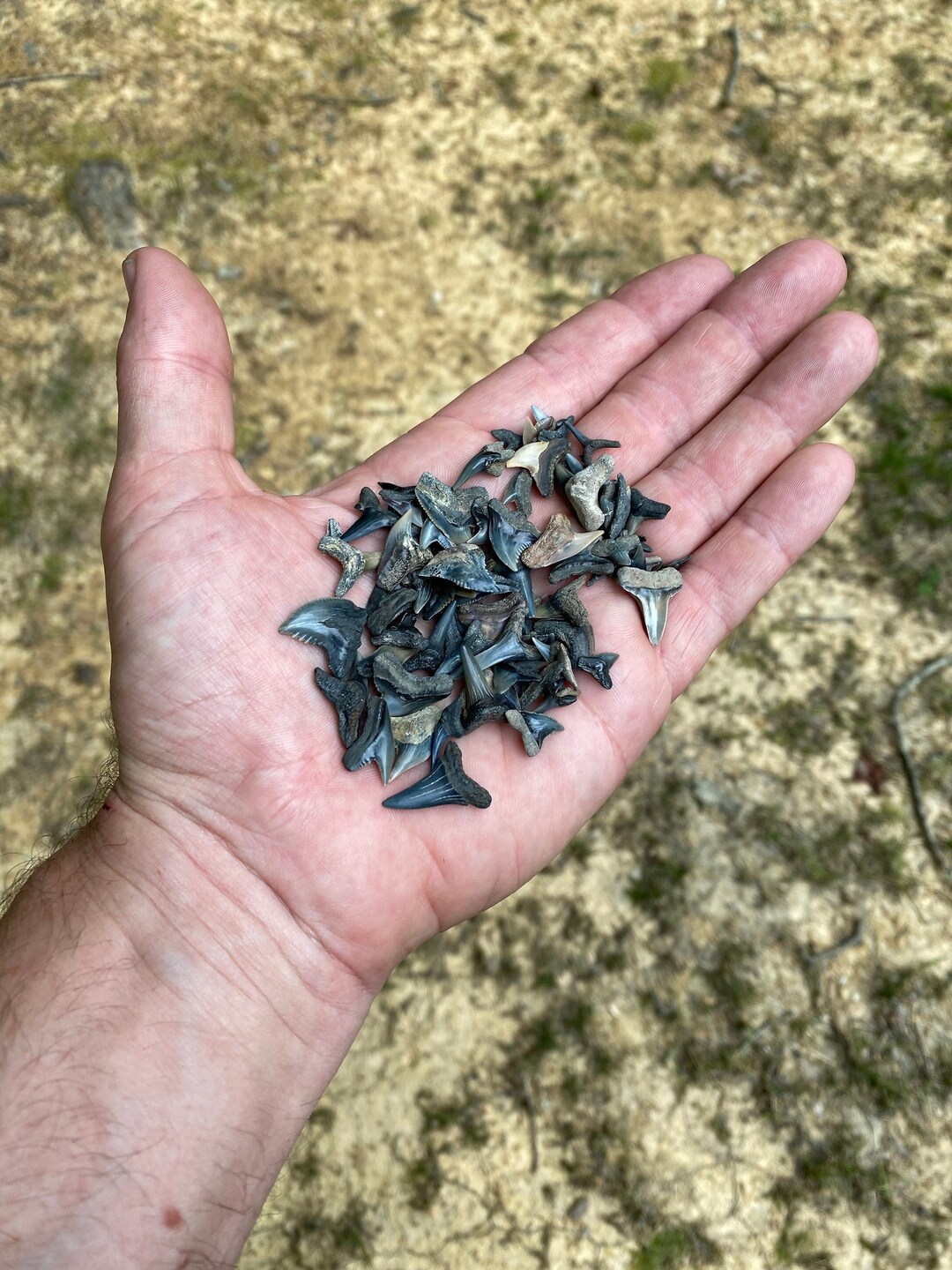 100 Fossilized Miocene Shark Teeth From Calvert Cliffs Maryland - Etsy