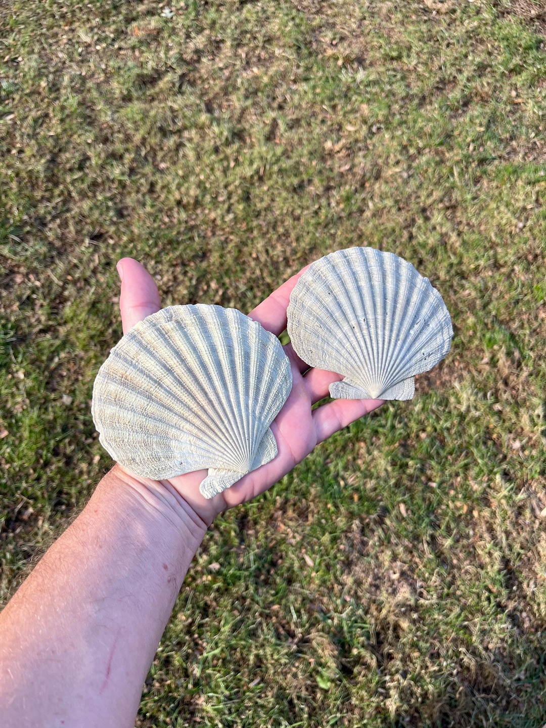 2 Fossilized Chesapecten Shells From the Choptank Formation of Calvert ...