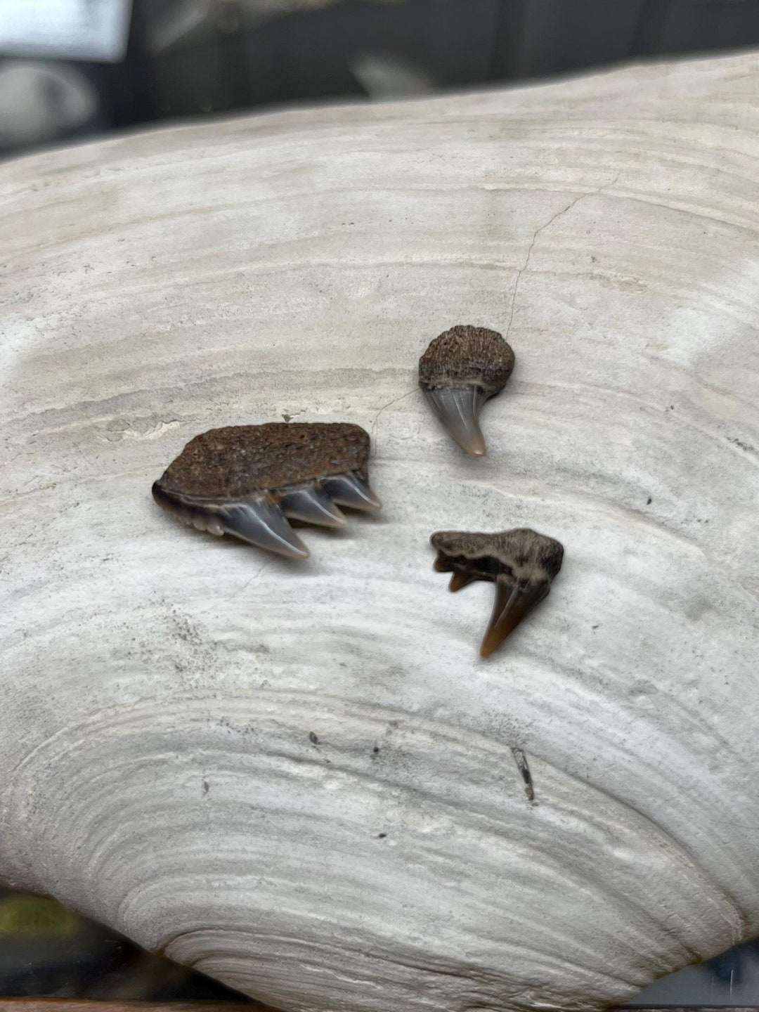 Fossilized Cow Shark Teeth, Calvert Formation, Calvert Cliffs, Maryland ...