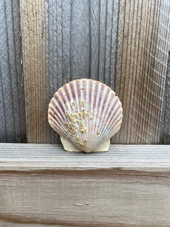 MODERN Scallop Shell Found on Maryland Beach with Barnacles | Etsy
