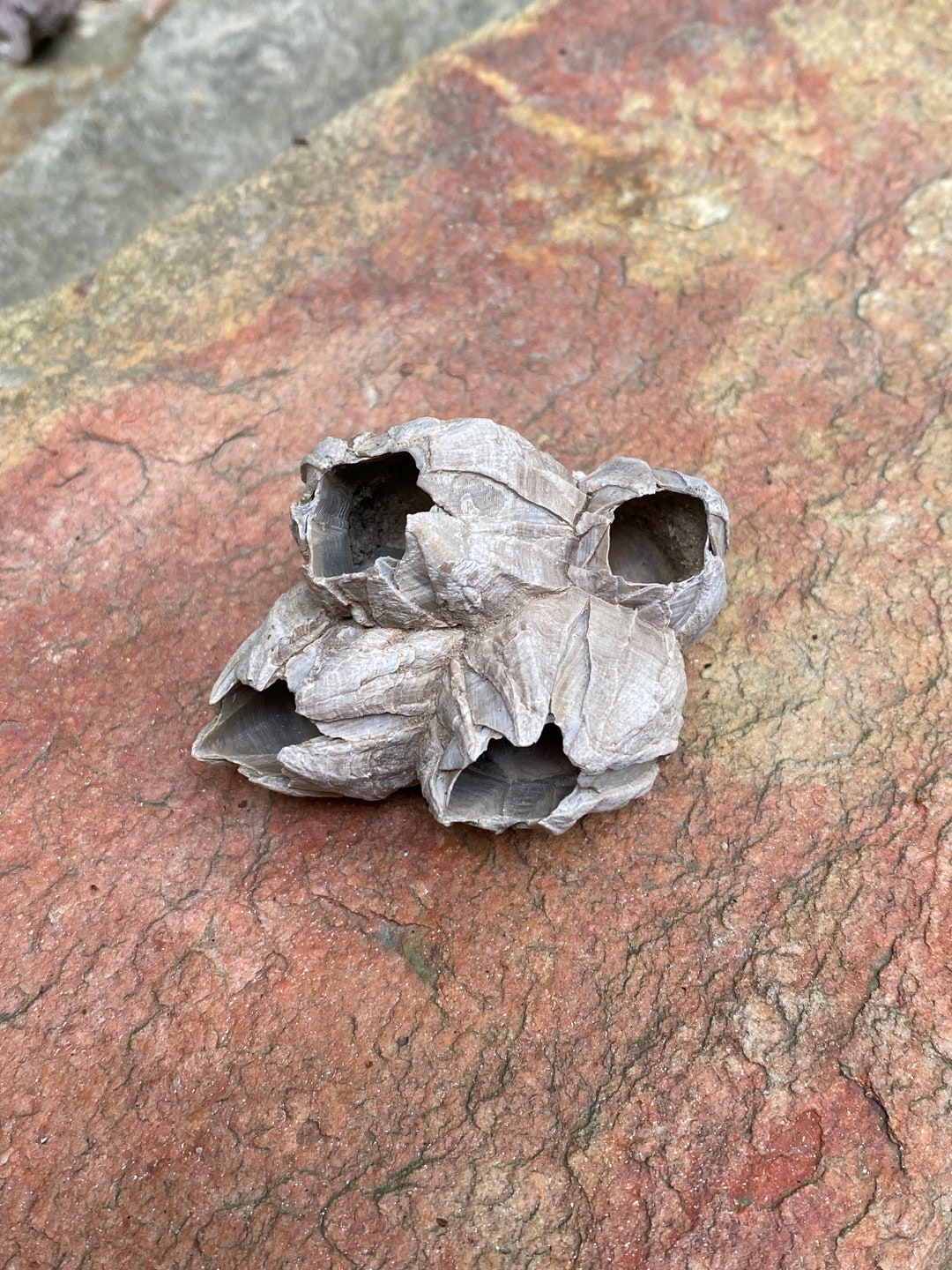 Fossilized Barnacle Cluster From The Choptank Formation Of Calvert