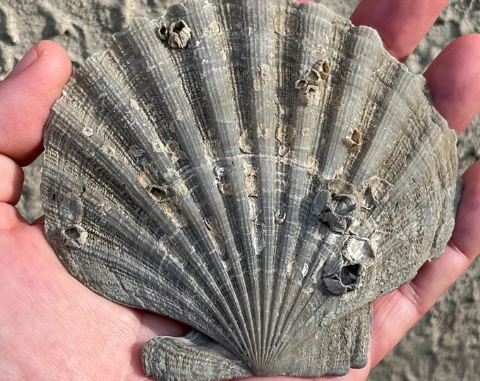 Fossilized Chesapecten Shell From the Choptank Formation of Calvert ...