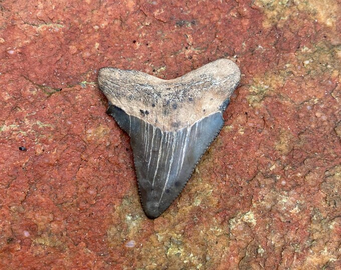 Fossilized Megalodon Shark Tooth, Calvert Cliffs, Maryland - Etsy
