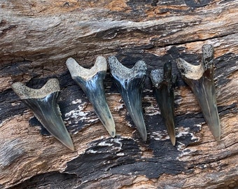 Hemipristis Serra 3 Pack/fossil Shark Teeth/calvert Cliffs Maryland - Etsy