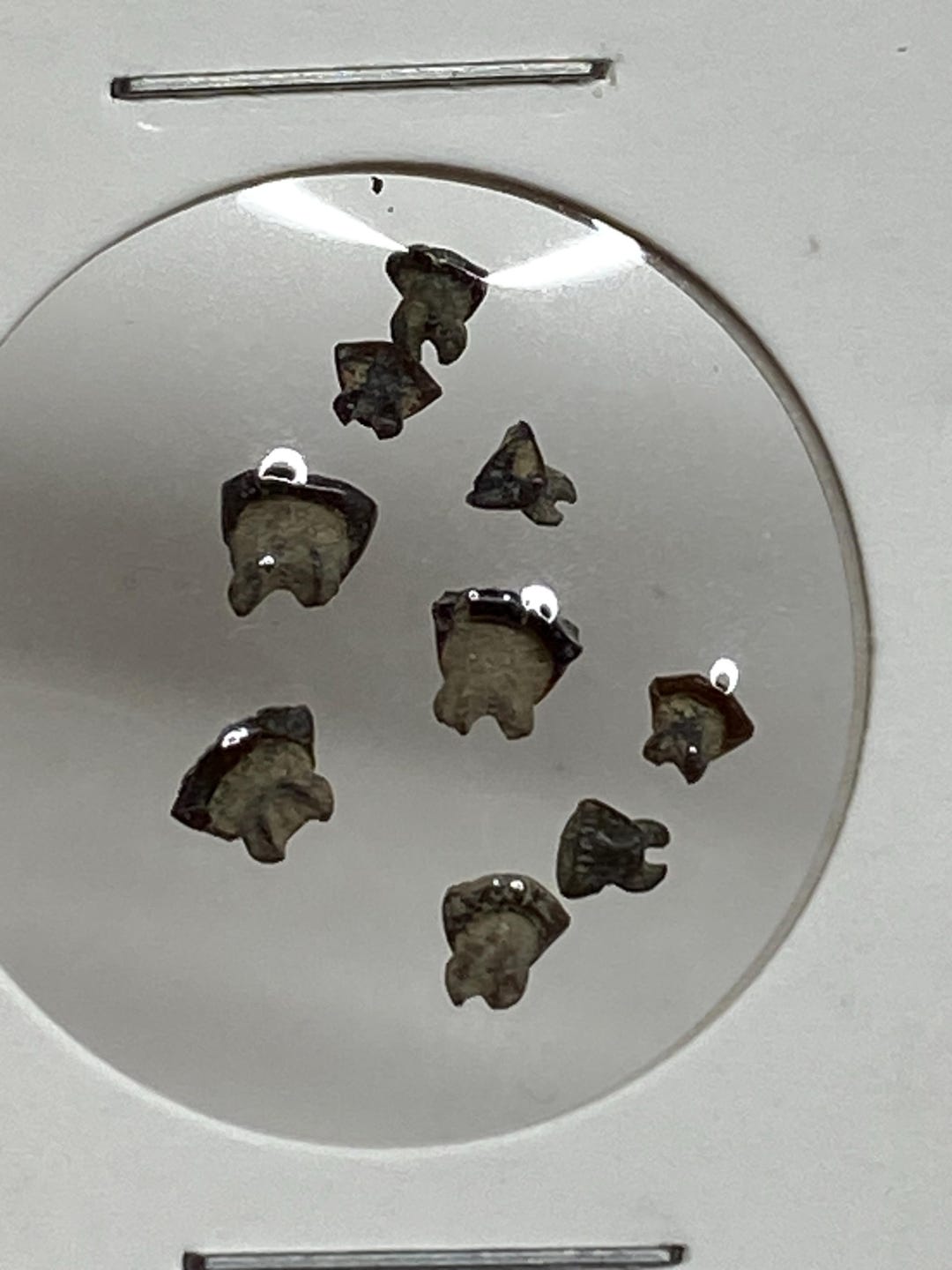 9 Fossilized Ray Teeth, Pungo River Formation, Aurora NC - Etsy