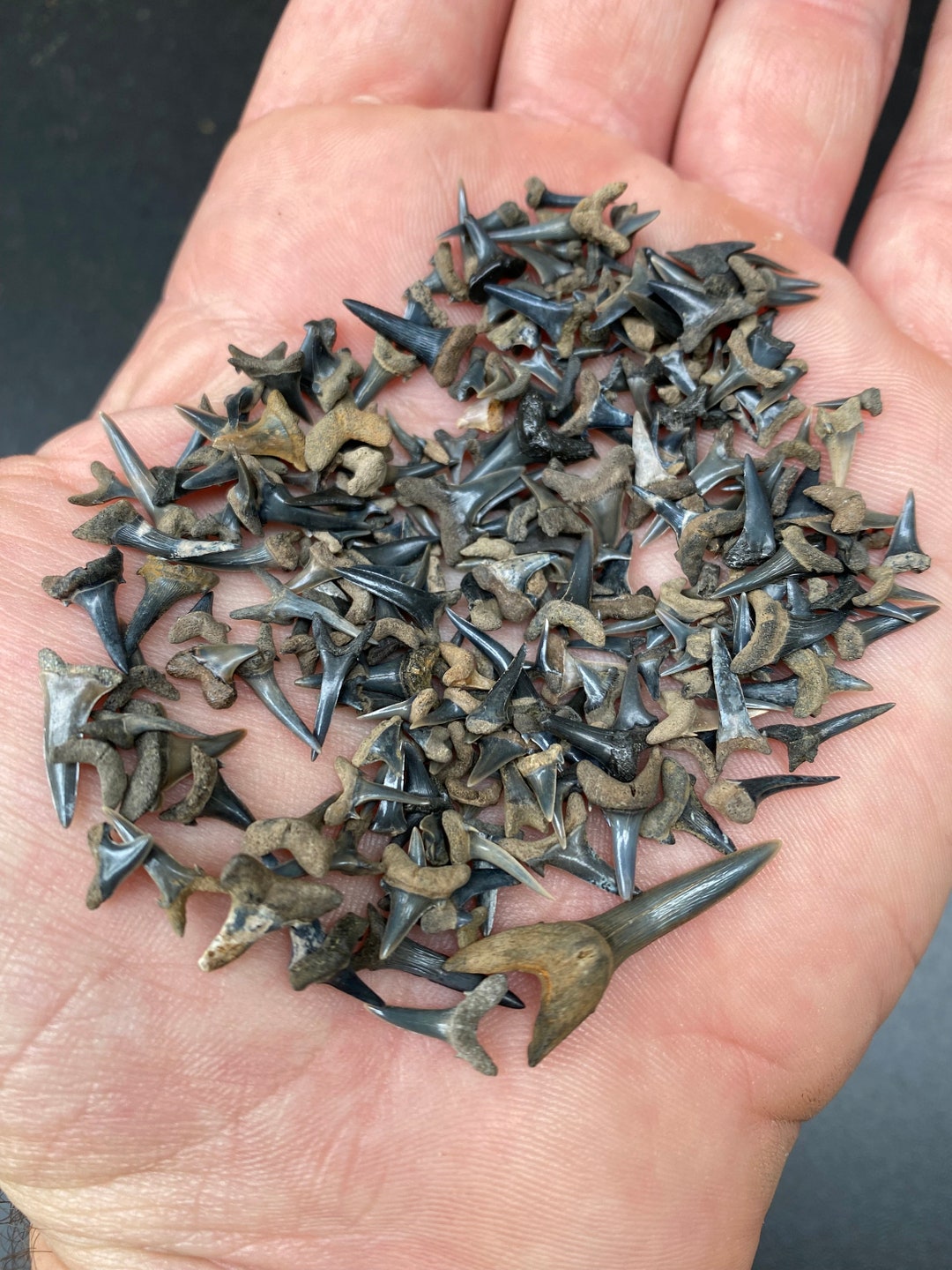 250 Fossilized Micro/small Shark Teeth From the Paleocene of Maryland ...