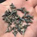 3 Fossilized Dog Fish Shark Teeth and 3 Fossilized Angel Shark Teeth ...
