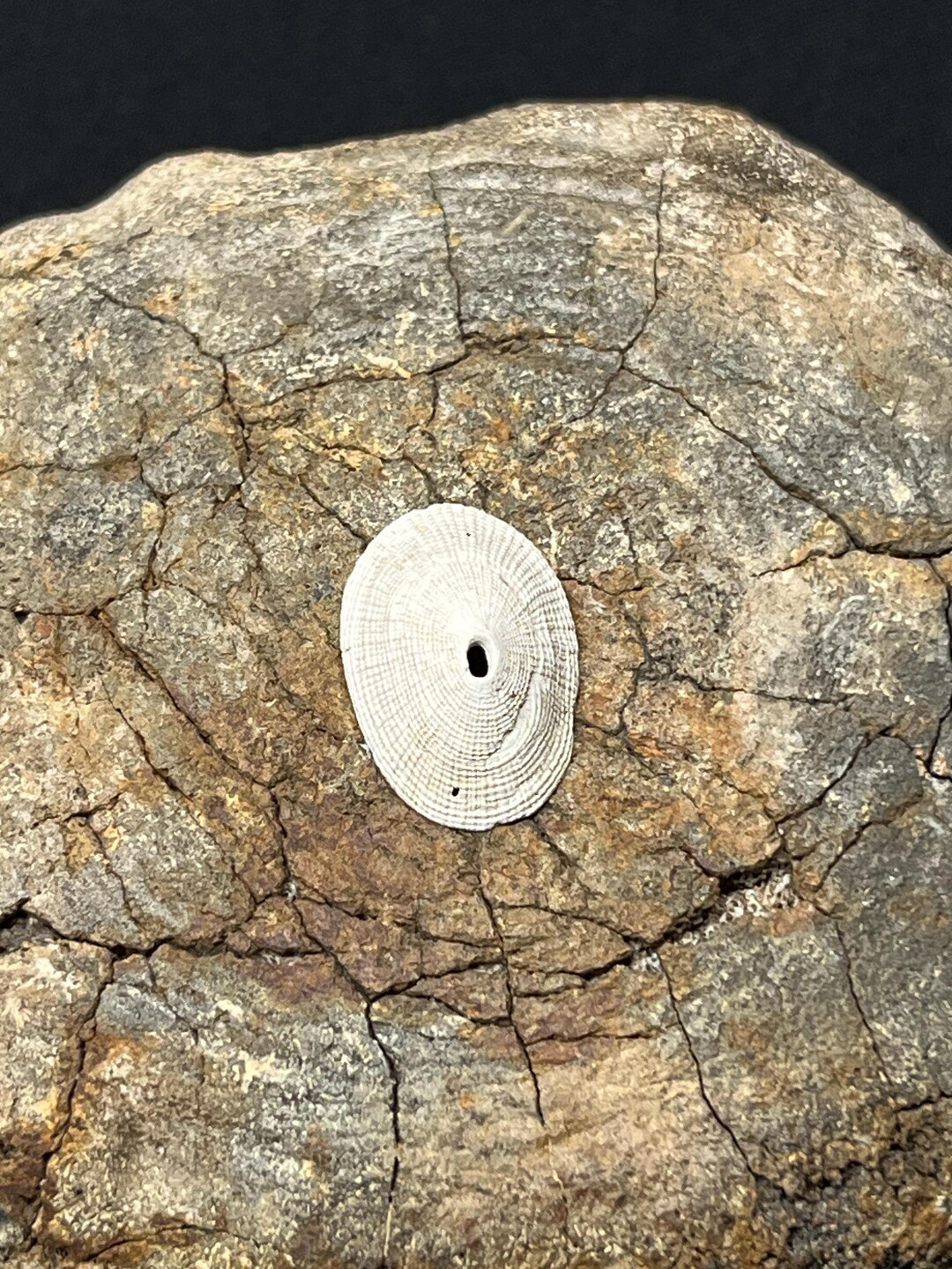 Fossilized Keyhole Limpet Shell From the Choptank Formation of Calvert ...