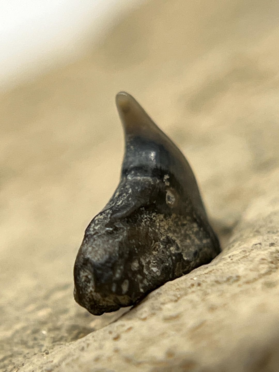 Fossilized Whale Shark Tooth From Aurora NC - Etsy