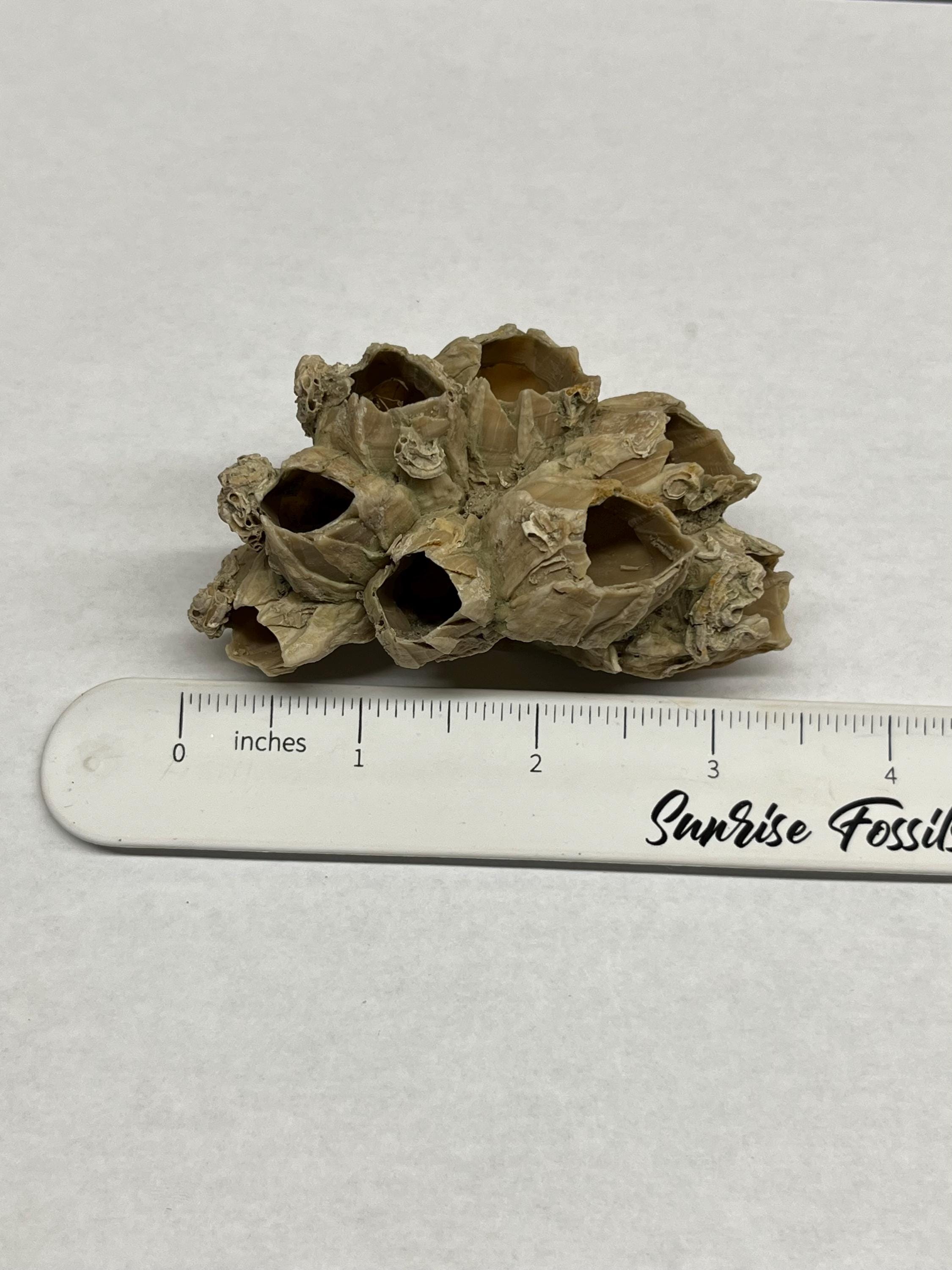 Fossilized Barnacle Cluster, Choptank Formation, Calvert Cliffs ...