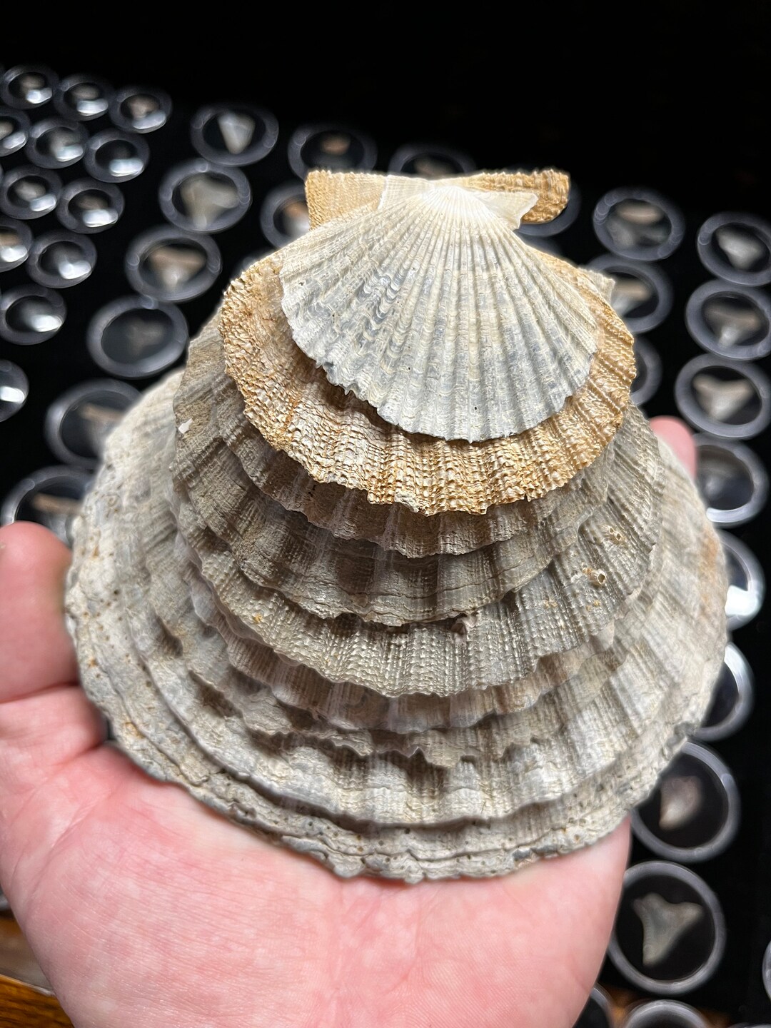 10 Fossilized Chesapecten Shells, Miocene, Choptank Formation - Etsy