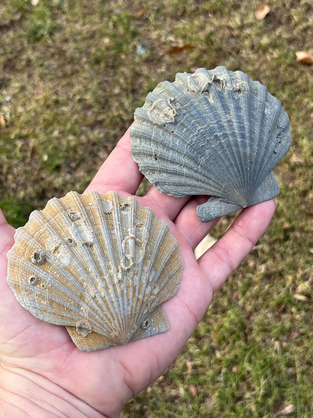 2 Fossilized Chesapecten Shells From the Choptank Formation of Calvert ...