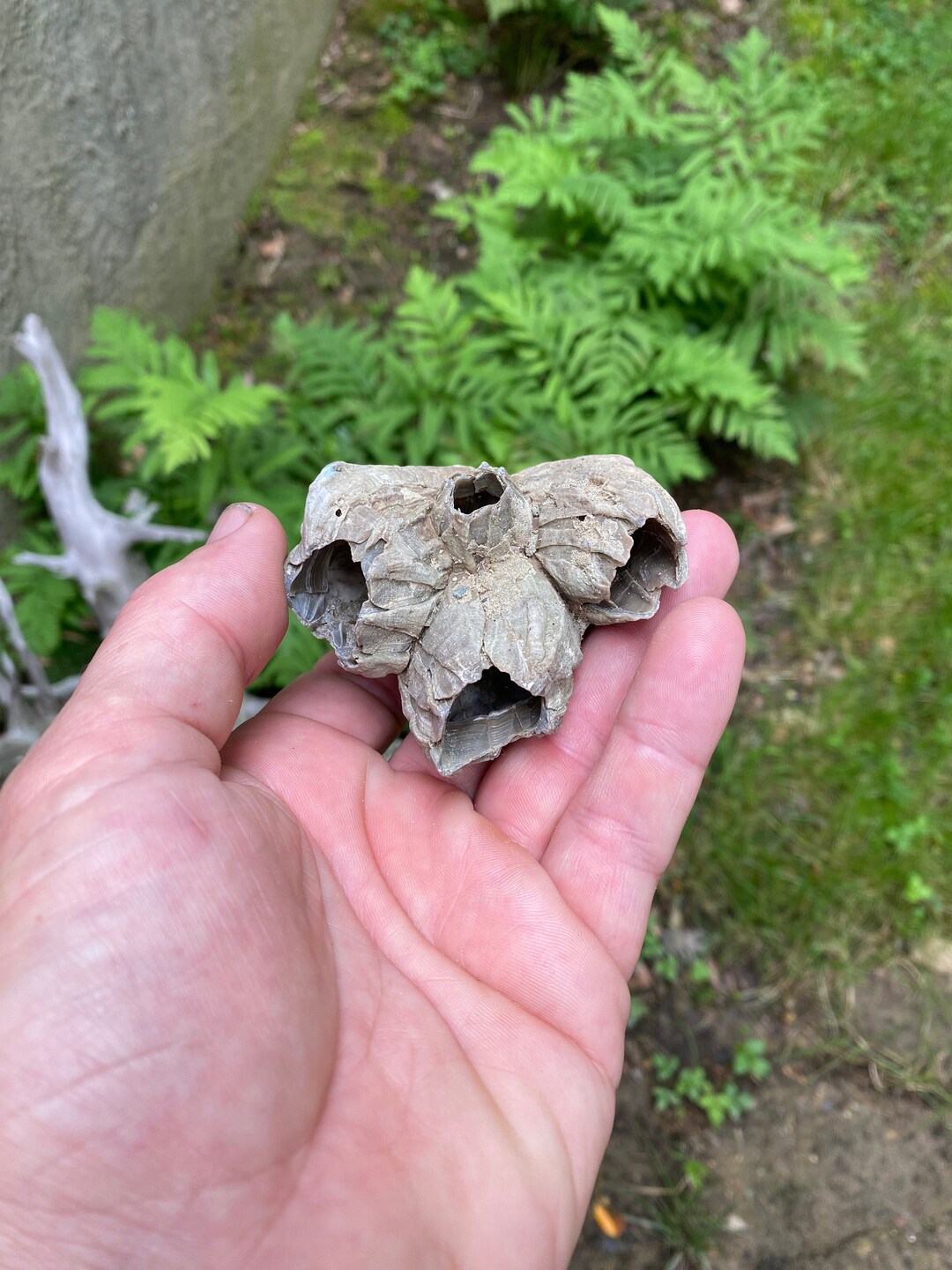 Fossilized Barnacle Cluster From the Choptank Formation of Calvert ...