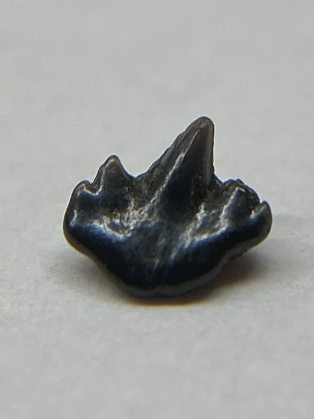 Fossilized Rare Nurse Shark Tooth, Ginglymostoma Cf Subafricanum ...