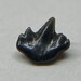 3 Fossilized Dog Fish Shark Teeth and 3 Fossilized Angel Shark Teeth ...