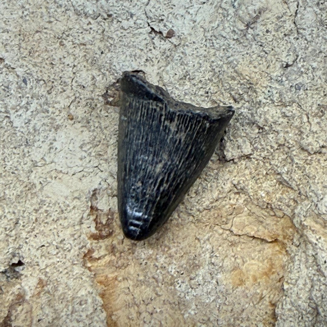 Fossilized Croc Tooth, Miocene, Choptank Formation, Calvert Cliffs ...