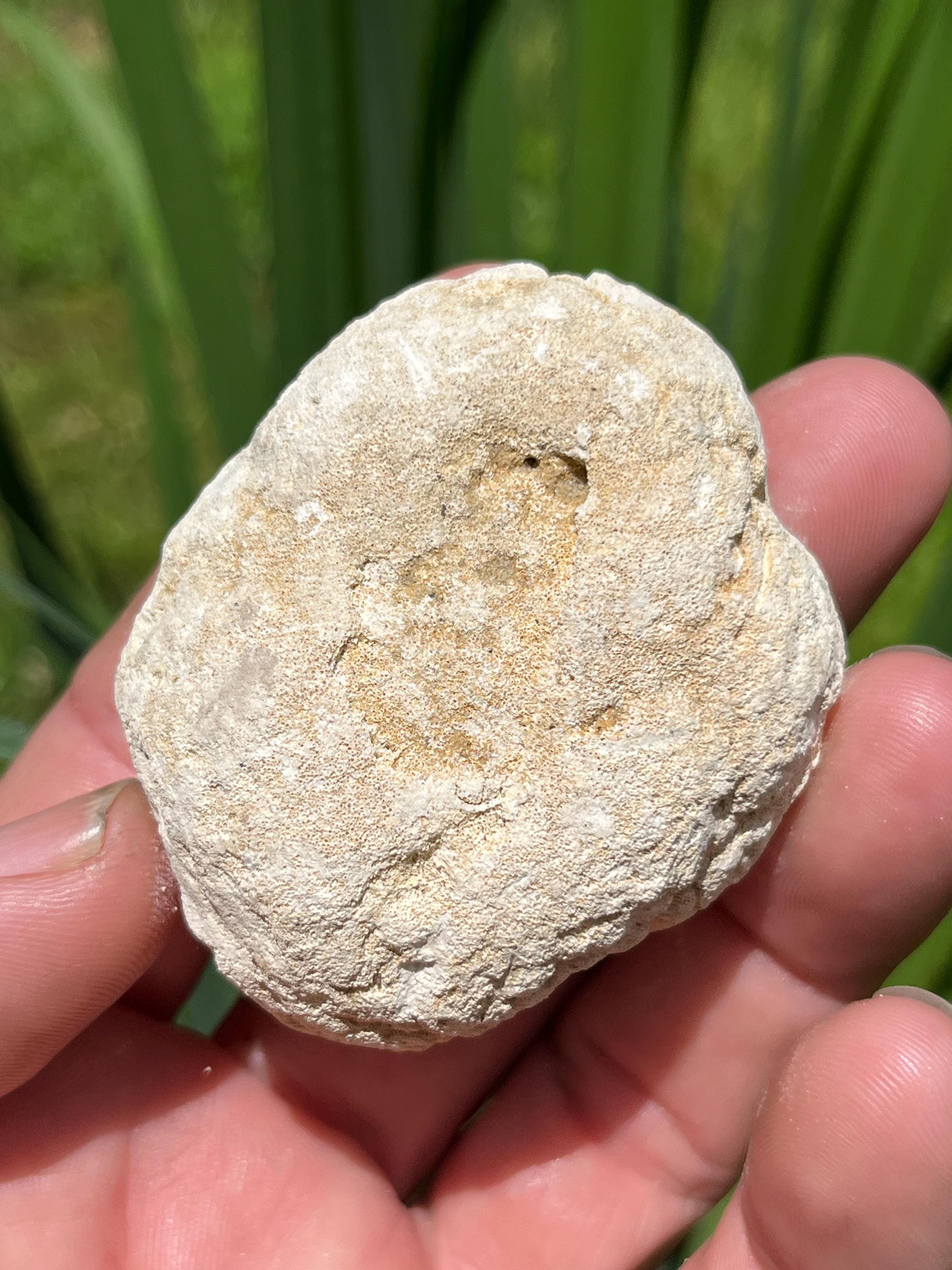 Fossilized Hydrozoan Colony, Choptank Formation, Calvert Cliffs ...
