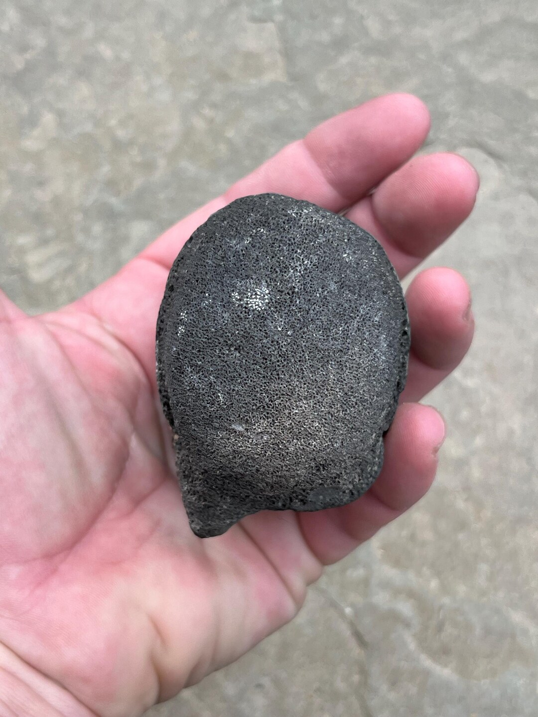 Fossilized Croc Tooth, Choptank Formation, Calvert Cliffs, Maryland ...