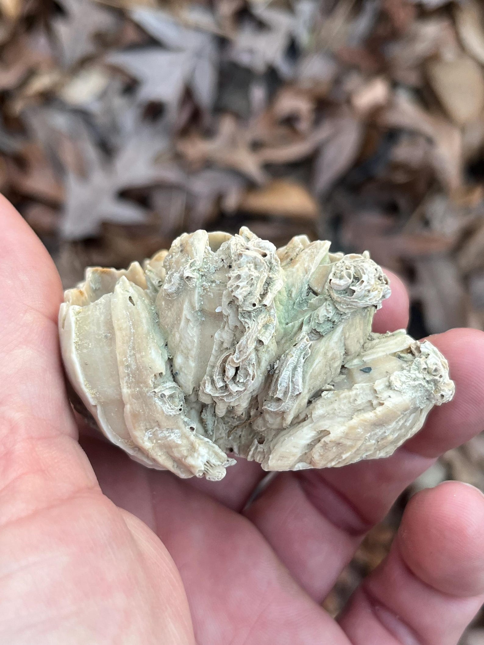 Fossilized Barnacle Cluster, Choptank Formation, Calvert Cliffs ...