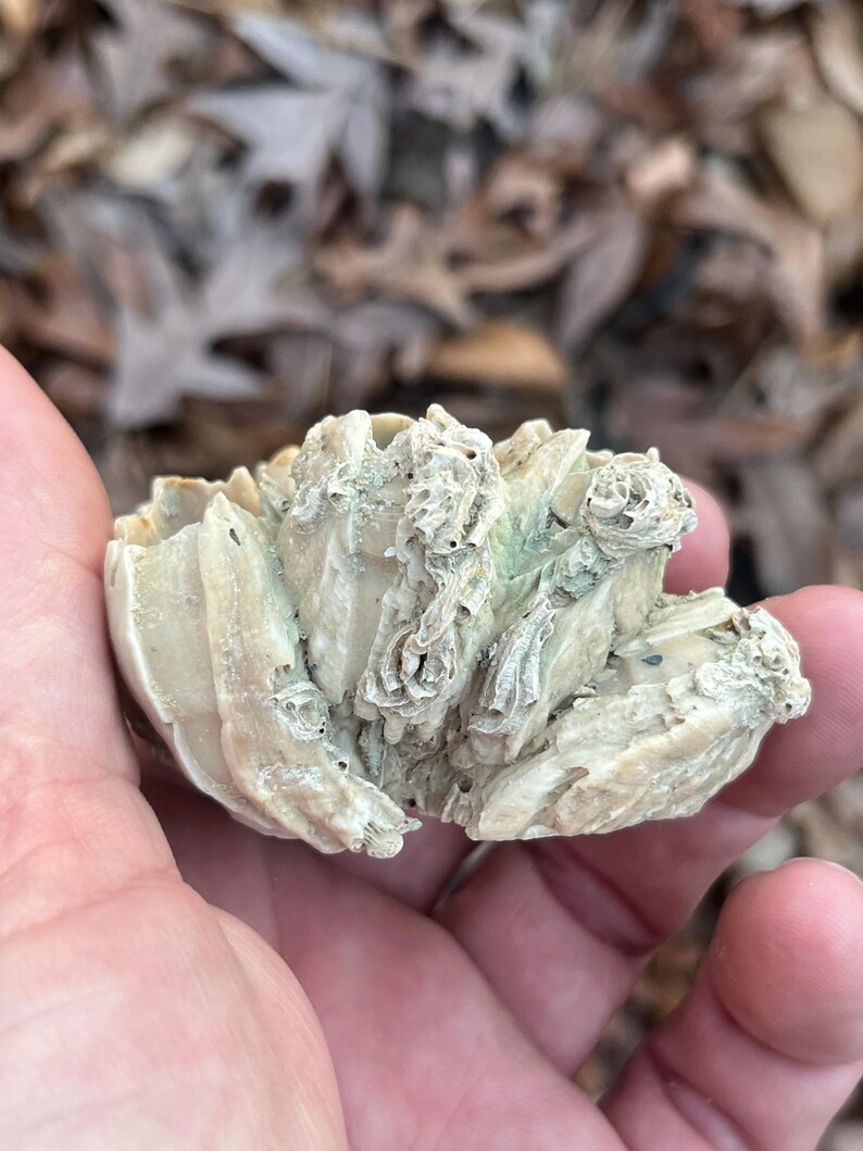 Fossilized Barnacle Cluster, Choptank Formation, Calvert Cliffs ...