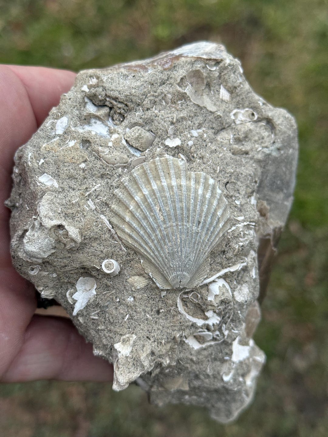 Fossil Zone 10 Calvert Formation Concretion With Chesapectens, Calvert ...