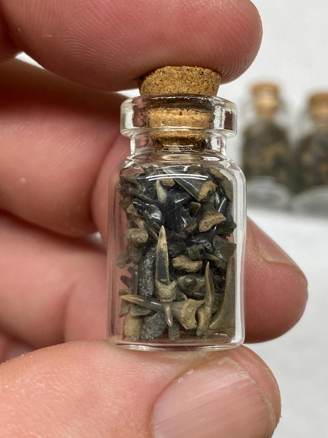 130 Fossilized Micro Shark Teeth, Fish Teeth, Ray Plates and Ray Teeth ...