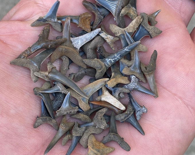 50 Fossilized Paleocene Shark Teeth Mixed, Charles County, Maryland - Etsy