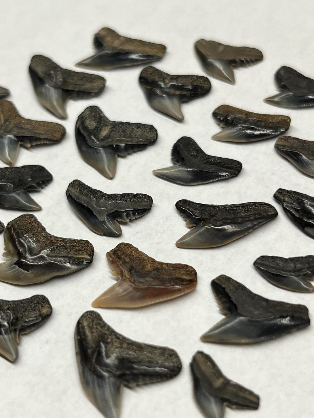 25 Fossilized Shark Teeth From Calvert Cliffs Maryland - Etsy