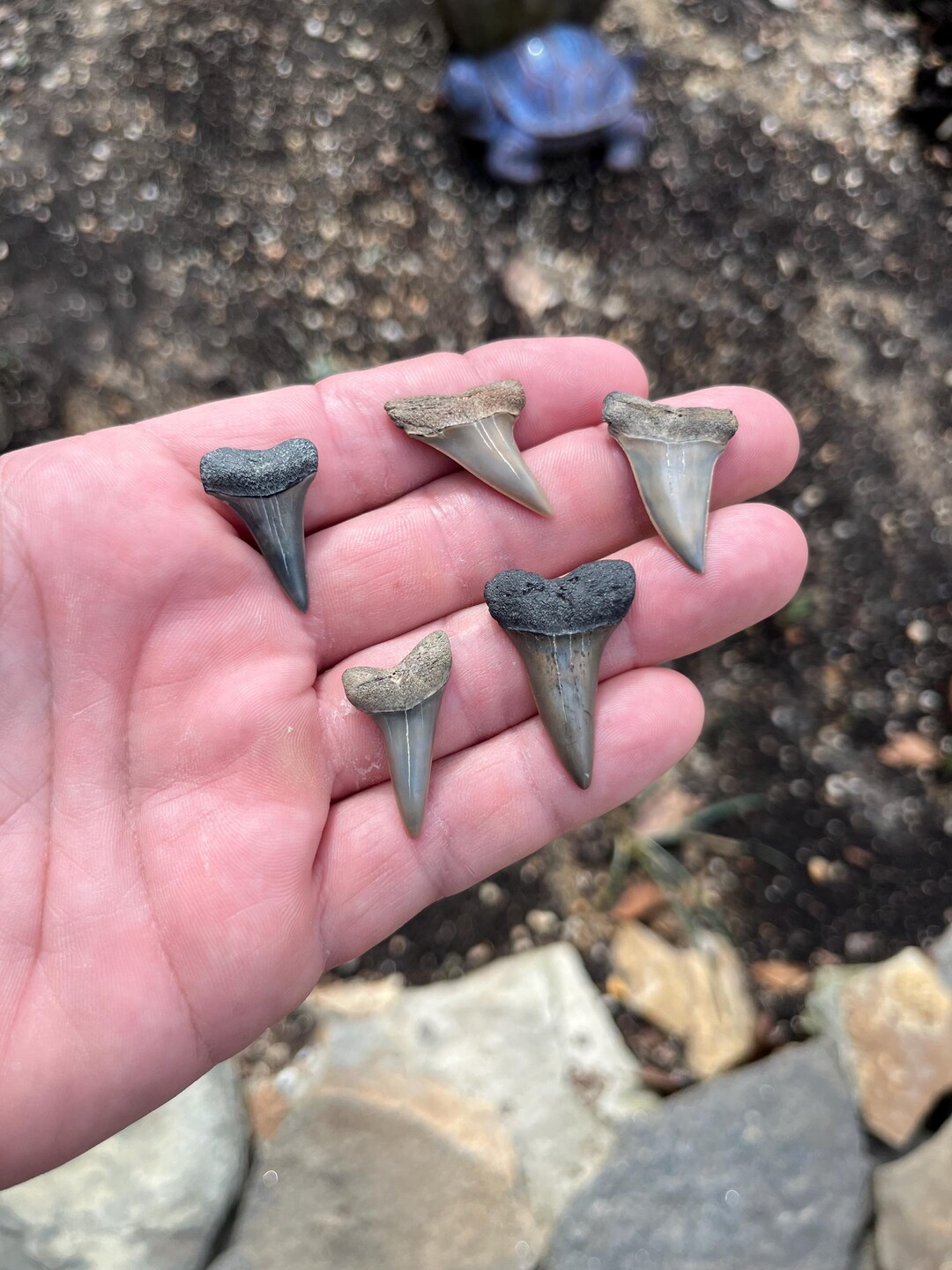 5 Fossilized Hastalis Shark Teeth From the Calvert Formation of Calvert ...