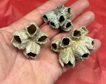 Fossilized Barnacle Cluster, Choptank Formation, Calvert Cliffs ...