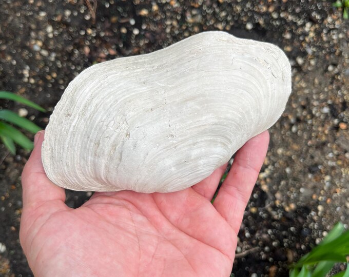 Fossilized Geoduck Clam Shell From the Choptank Formation of Calvert ...