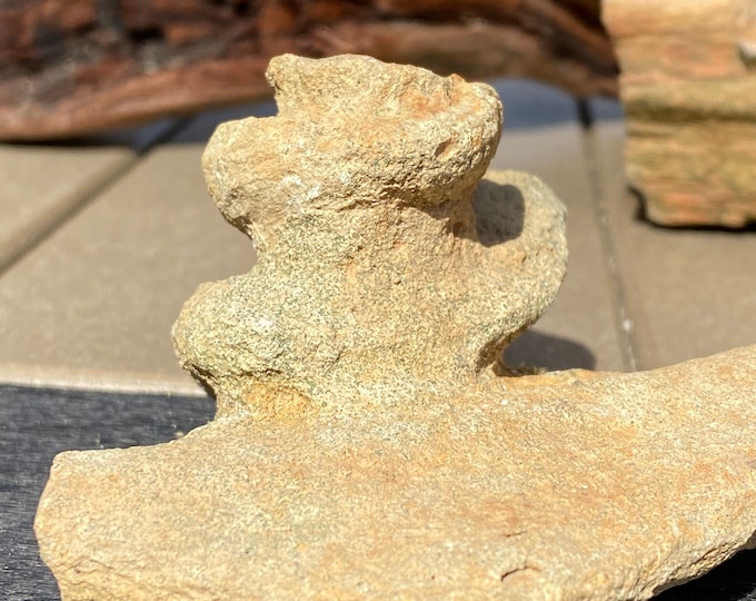 Fossilized Shrimp Burrow (trace Fossil) Choptank Formation of Calvert ...