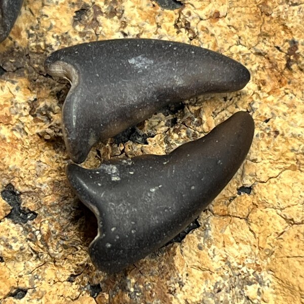 SunriseFossils - Etsy