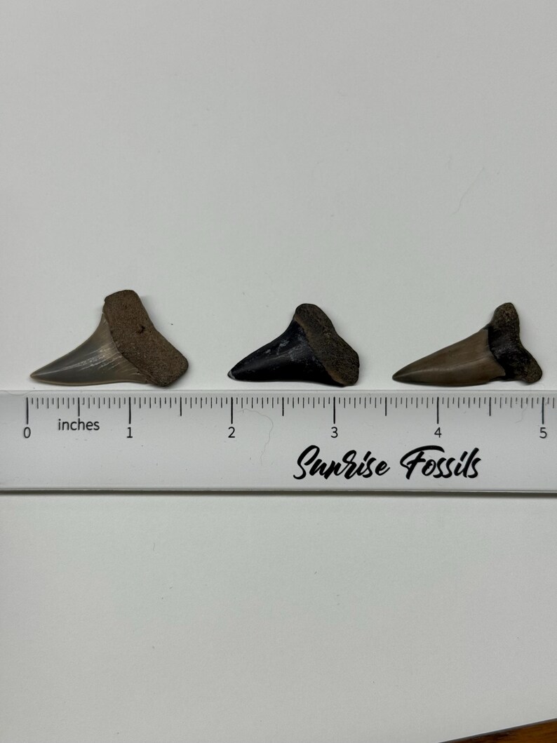 3 Fossilized Hastalis Shark Teeth, Choptank Formation, Miocene, Calvert ...