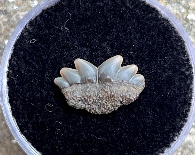 Fossilized Lower Symphyseal Cow Shark Tooth, Calvert Formation, Calvert ...