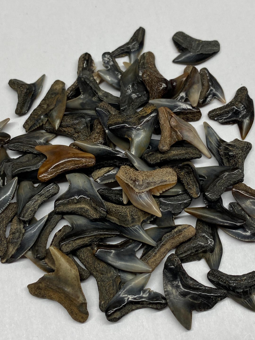 50 Fossilized Tiger/contortus Shark Teeth, Miocene in Age, Calvert ...