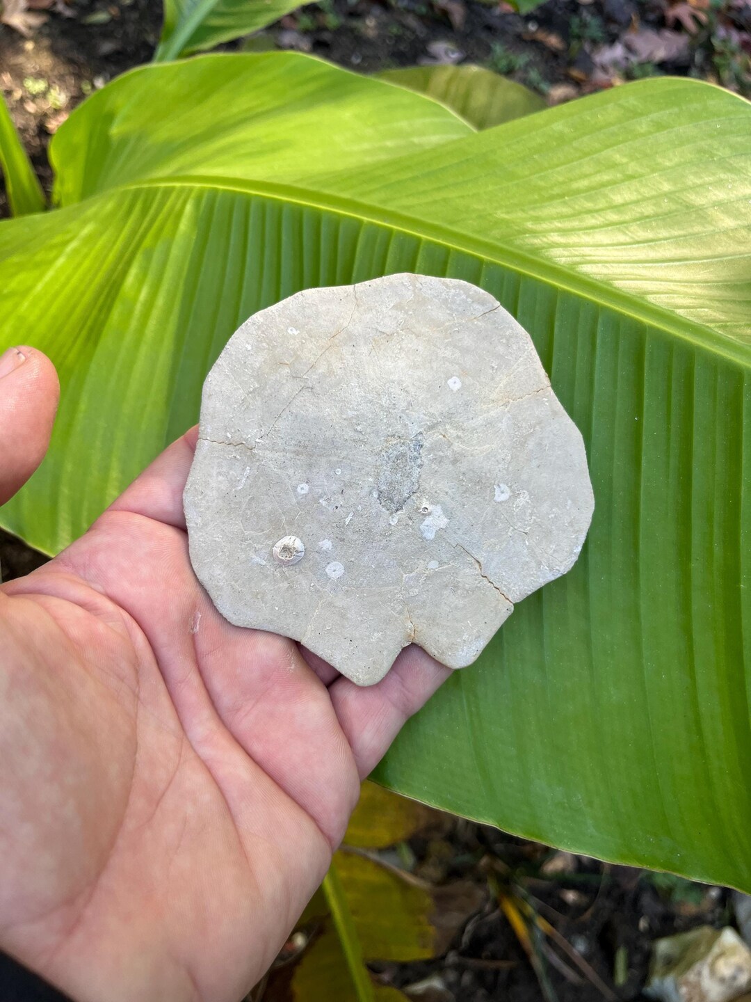Fossilized Sand Dollar From Governors Run Sand Layer of Calvert Cliffs ...