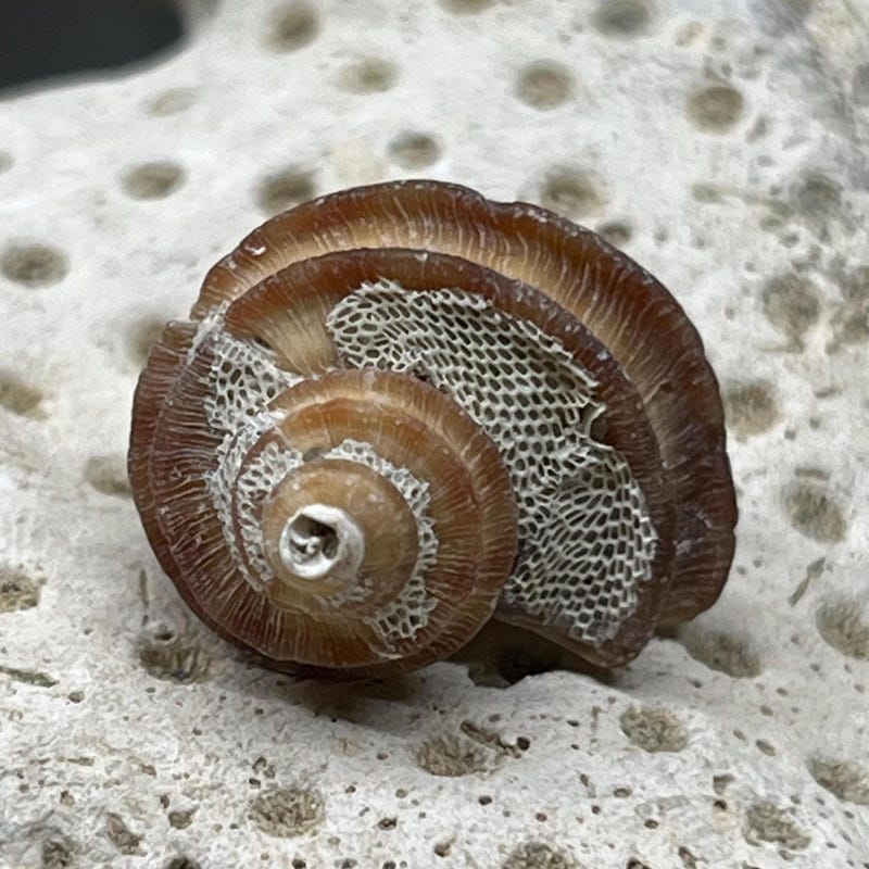 SunriseFossils - Etsy