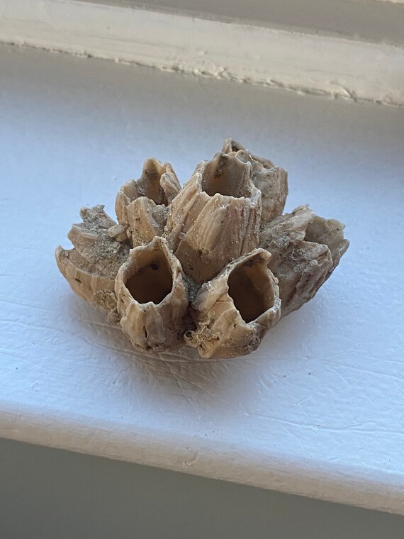 Art & Collectibles Collectibles 2 Fossilized Barnacle Clusters from ...
