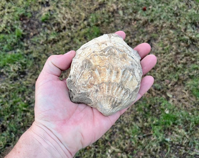 Huge Fossilized Oyster Shell, Paleocene in Age, Aquia Formation ...