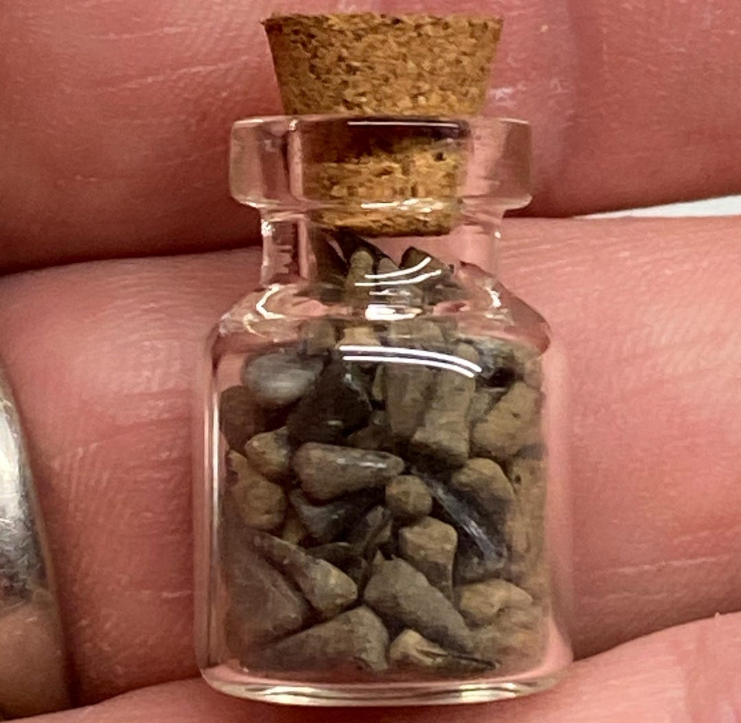 Collection of Fossilized Mackerel Fish Teeth From Maryland. Paleocene ...