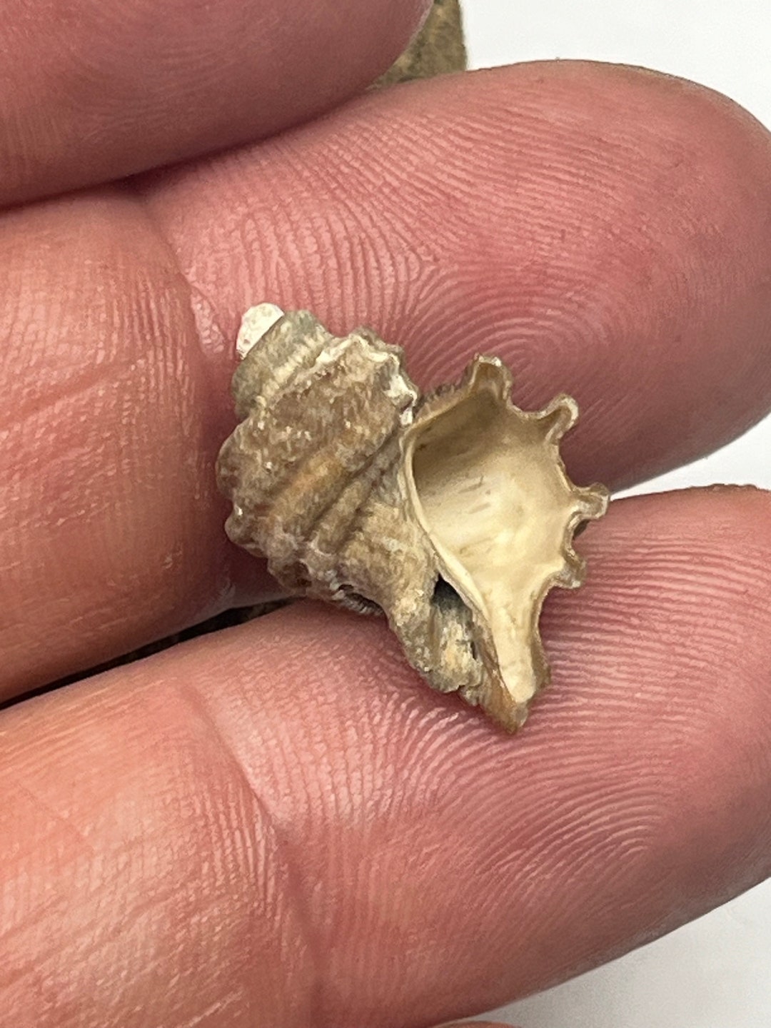 Fossilized Ecphora Shell From the St. Marys Formation of Calvert Cliffs ...