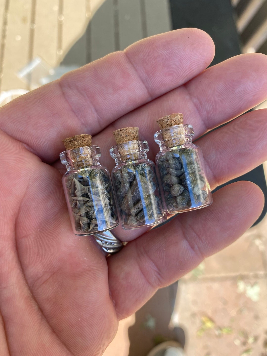 Fossilized Micro Collection Aurora North Carolina 200 Shark Teeth ...